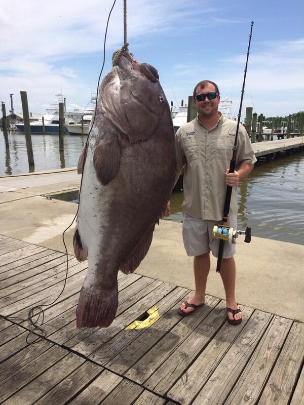Warsaw: Houston man reeled in 297 lb Warsaw grouper while fishing in LA