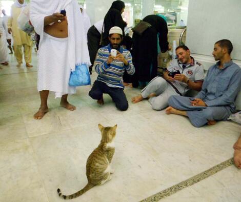 MEET THE HARAM CAT: Pilgrims take pictures of a cat in the Grand Mosque ...