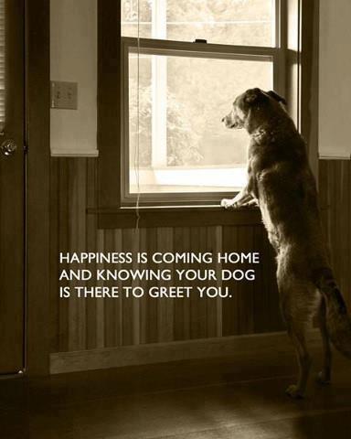 Will Dogs Come Back Home