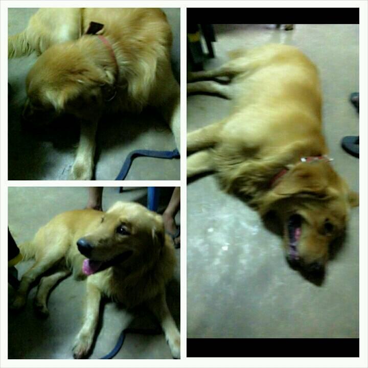 JS100 on Twitter: "พบสุนัขโกลเด้นส์ฯเพศผู้ ปลอกคอแดงขาว พบที่ ม.ศรีประจักษ์ 4 ถ.บางกรวยไทรน้อย ...