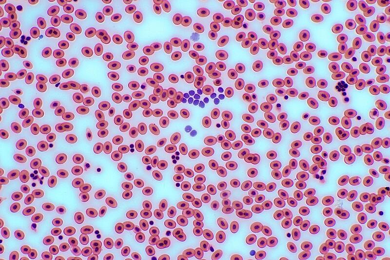 Red Blood Cell Microscope 100x