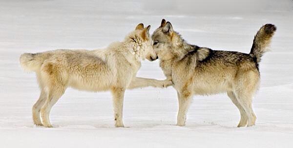 Two Wolves Playing