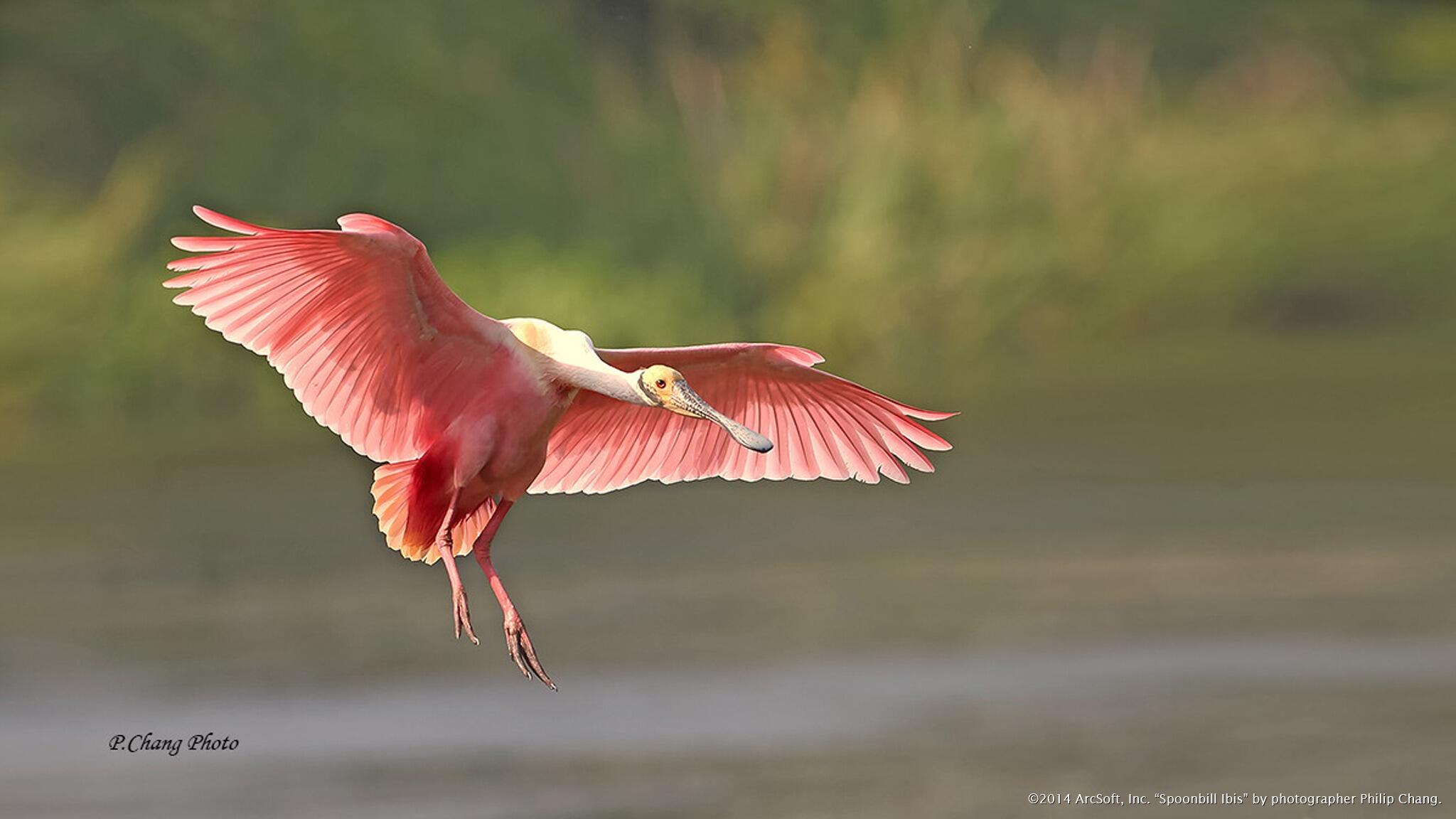 ArcSoft on Twitter: "Is that a platypus/flamingo hybrid? No! It's the ...