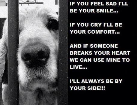 Can Dogs Tell If Youre Sad