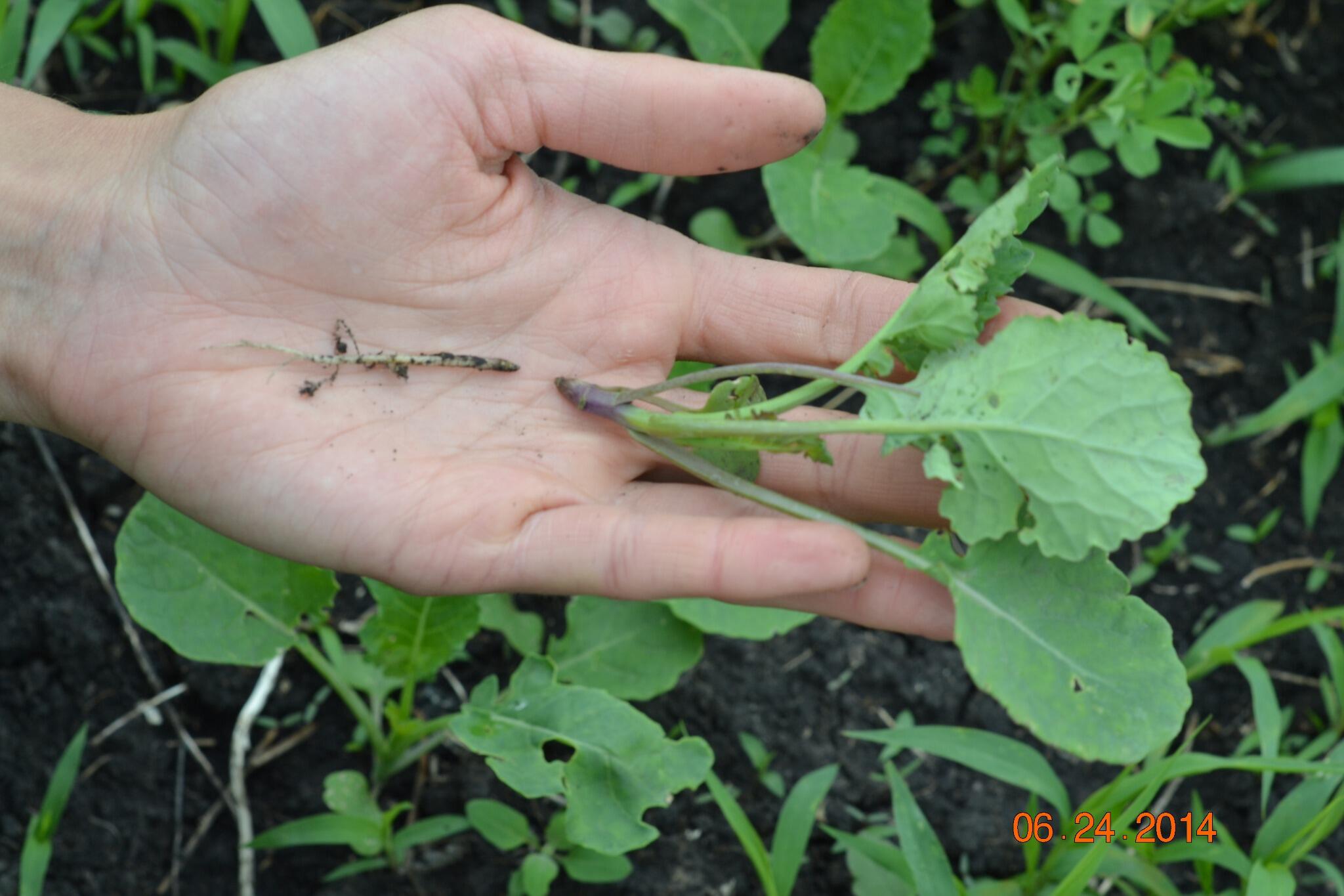 Cutworms Damage