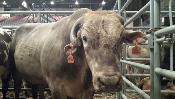 Pbr Bull Smackdown