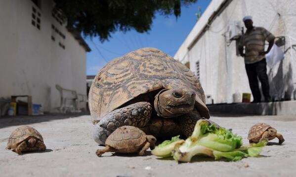 An old, tough, blind tortoise named The Communist.. met in Somalia ...
