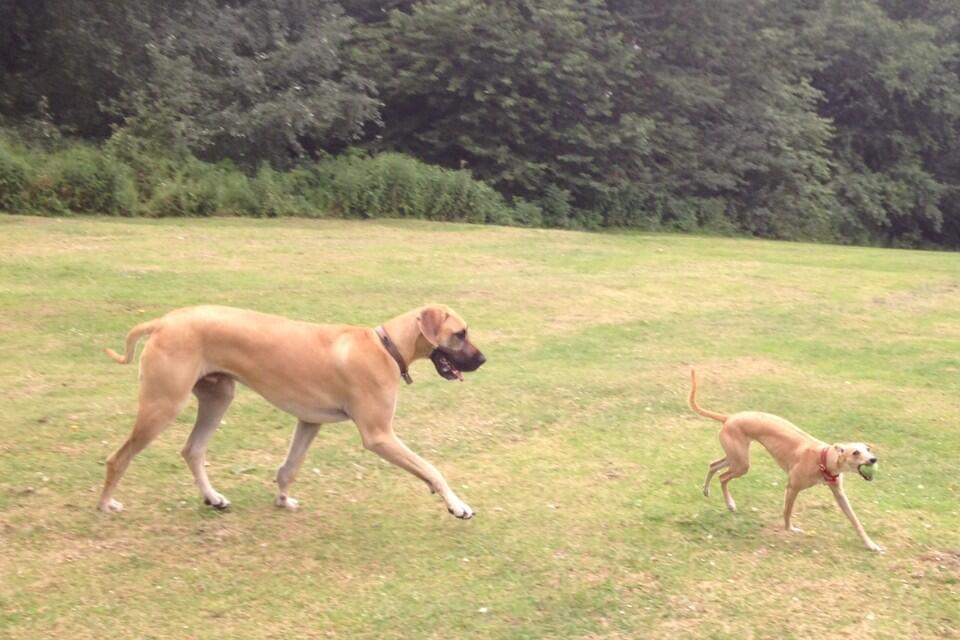 ruby roo on Twitter: "Me playing with my friend Monty. Mum and dad left me with the grandparents ...