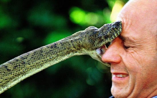 —ofidiofobia miedo, terror, pánico a las serpientes o a las vivoras ...