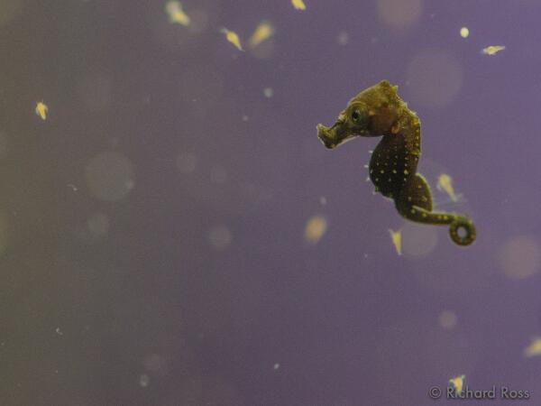 Cute Baby Seahorse