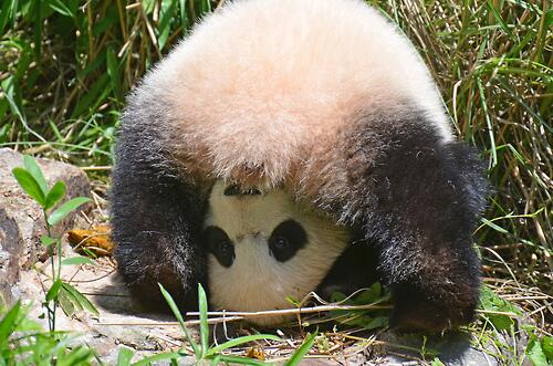 explore.org on Twitter: "Bao Bao at the National Zoo, #panda butt photo © Dan Dan The Binary Man ...