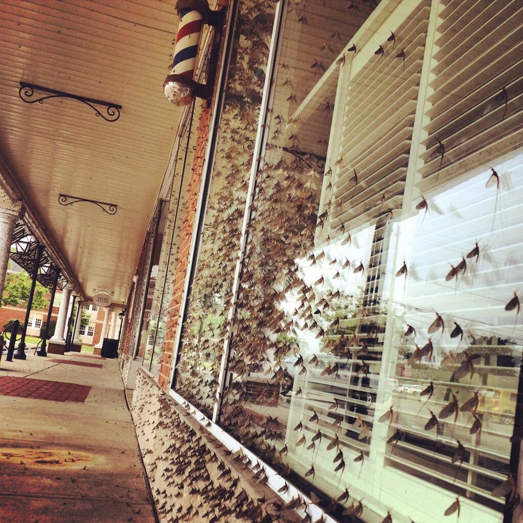 Canadian Soldiers Bug