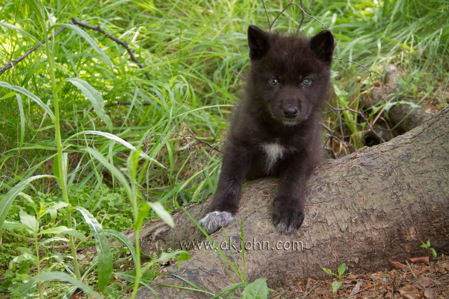 Baby Black Wolf