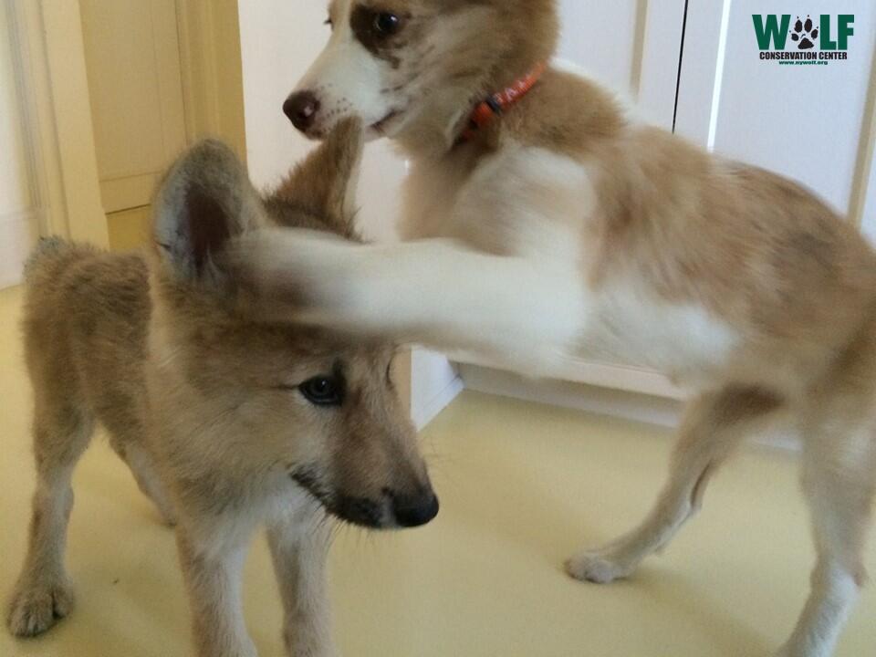 Border Collie Wolf Mix Puppy's
