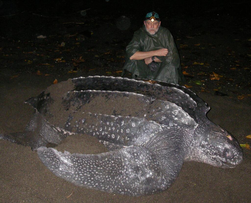 Largest Turtle Ever Caught
