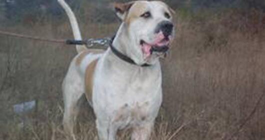 Bully Kutta Fights