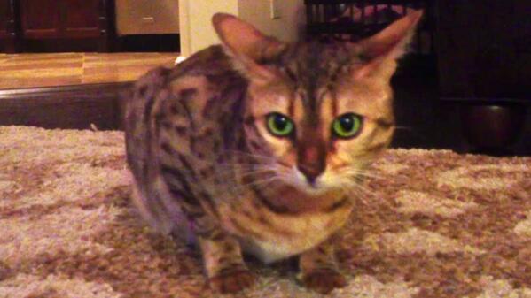 Kalel Kitten Buki