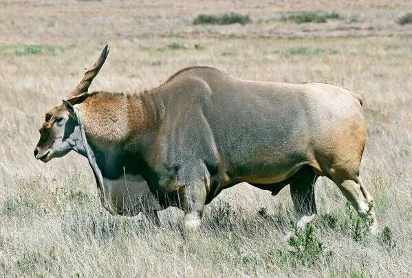 Giant Eland Bull