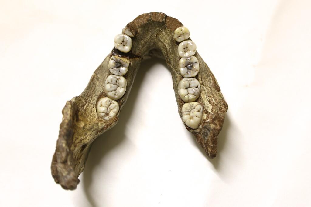 Australopithecus Robustus