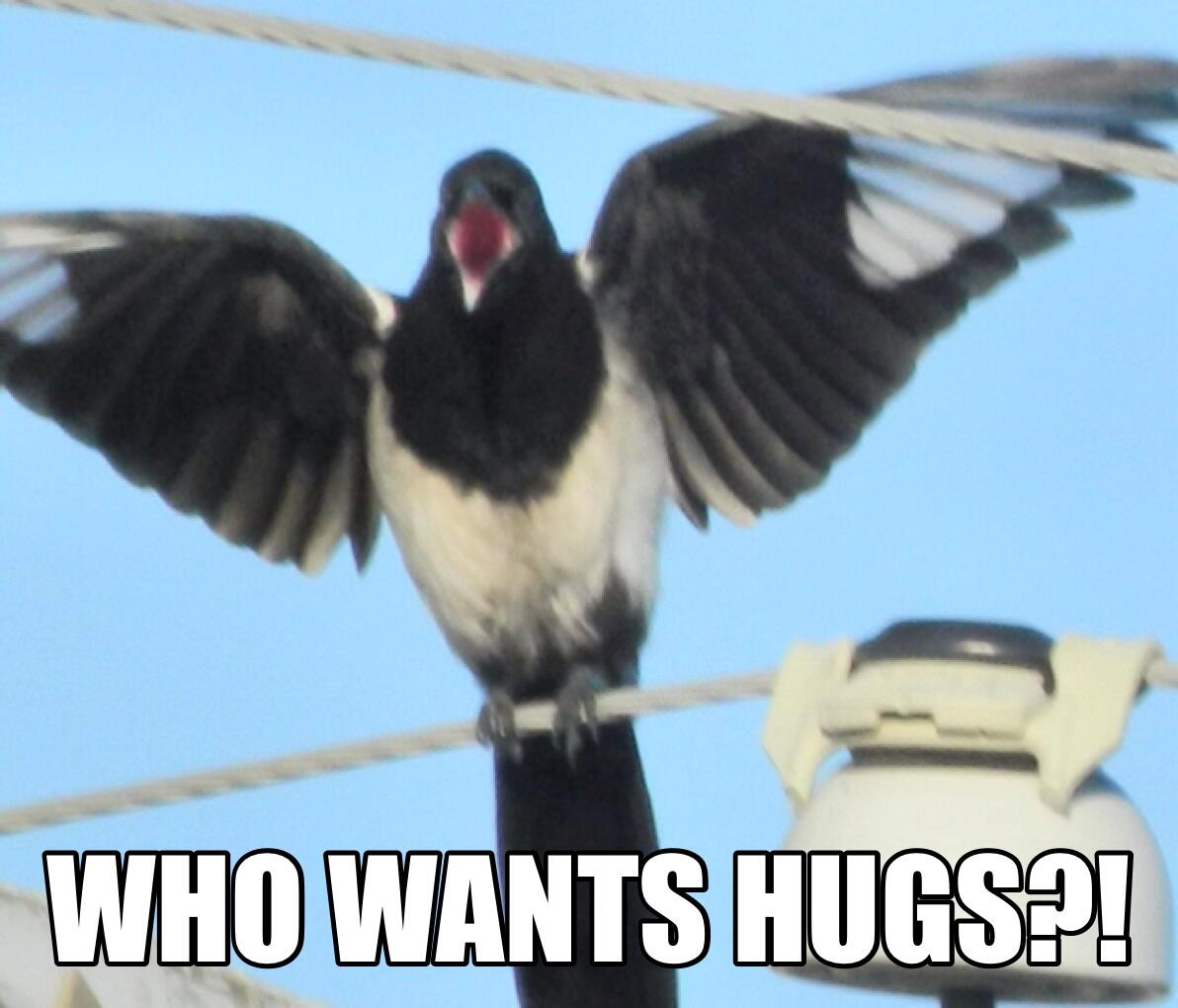 Magpies Memes #Meme #MemeCut #CapCut #badluck #superstitions #magpie