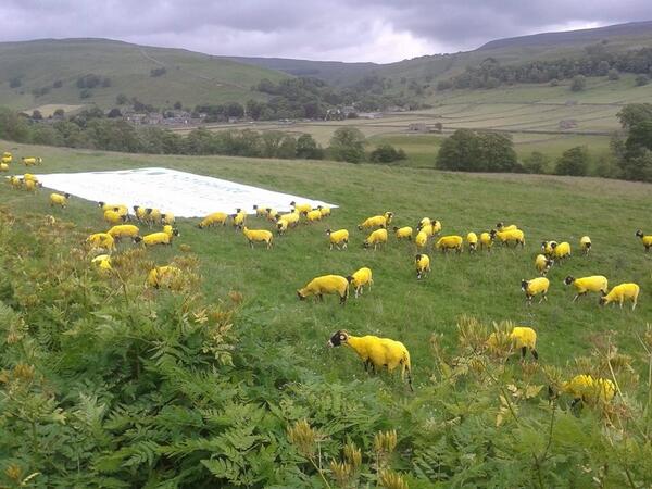 Yellow sheep | Tyne Tees - ITV News