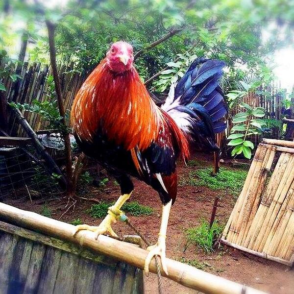 Lemon Gamefowl