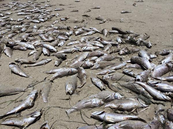 Dead fish mystery: What's causing all this dead fish to wash up at a ...