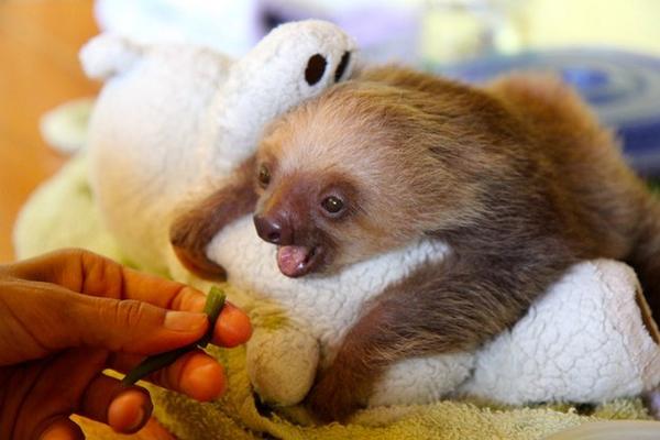 Don't be sad! look at these baby sloths eating vegetables - scoopnest.com