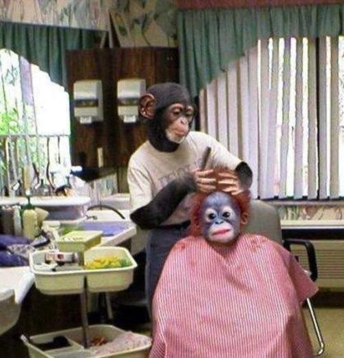 Funny Monkey Hair
