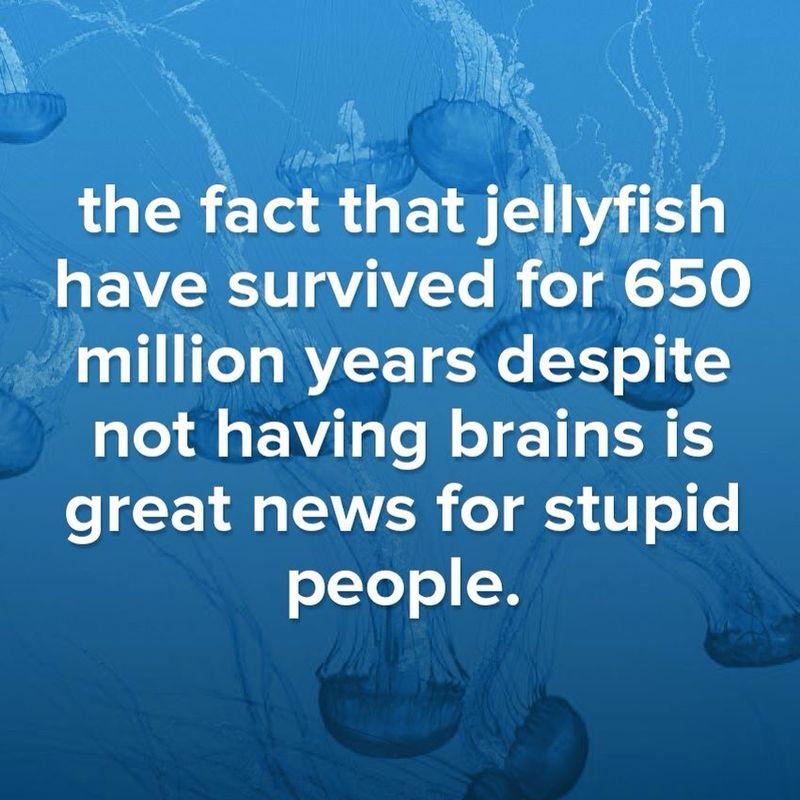 Jellyfish Brain Quotes