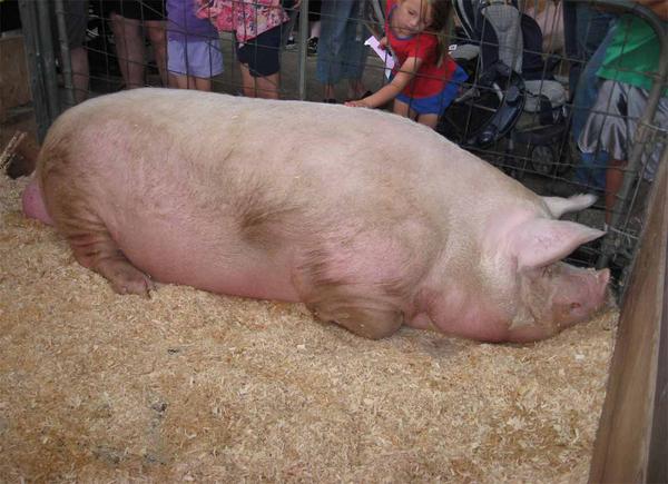 Fattest Pig In The World