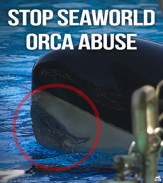 RT if you want Groupon to STOP supporting SeaWorld's orca abuse! SIGN ...