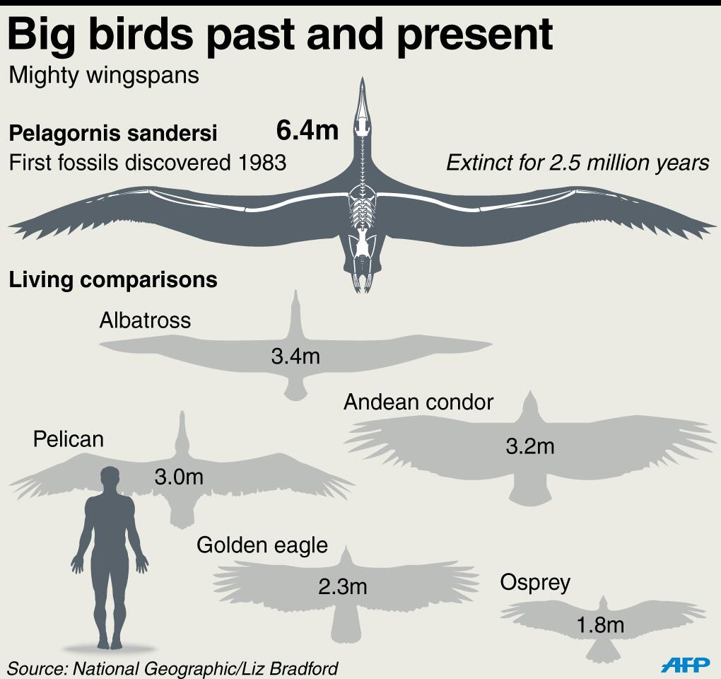 World Biggest Bird Ever