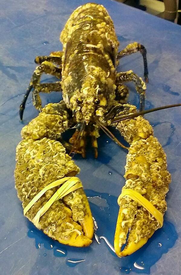 European Lobster Biology | Biology of the Homarus gammarus National ...