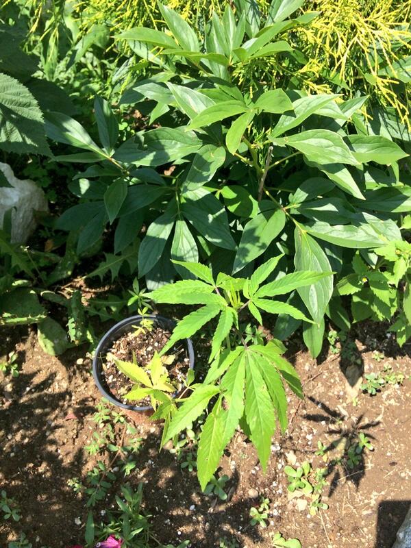 mingming (@fullofgracex) | Twitter