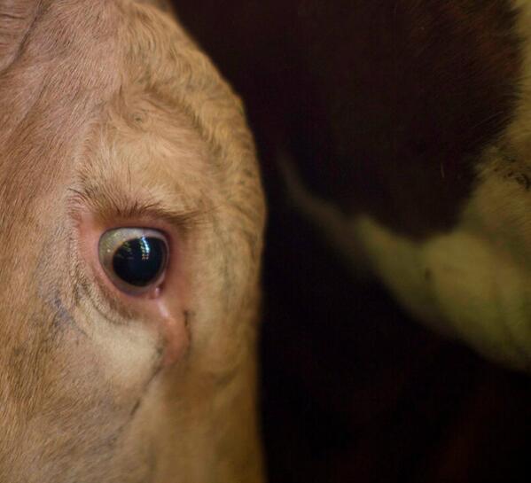 Terrified Cow