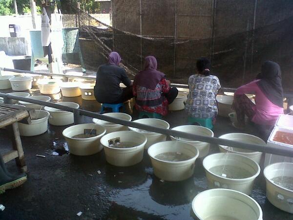 ketut ardika (@cenigaan) | Twitter