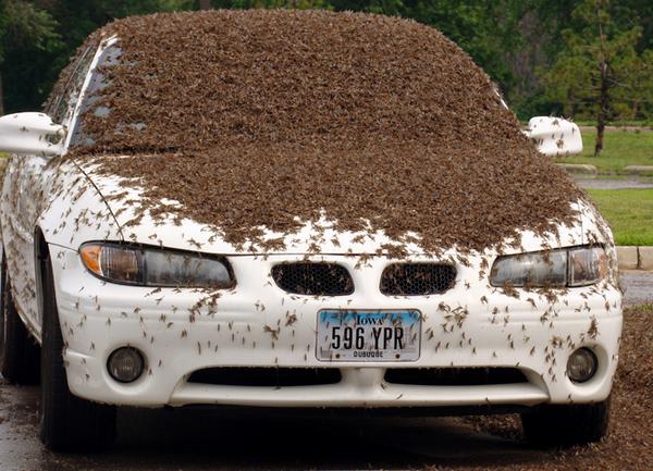 Welp. It's Fish Fly Season Again... : r/dubuque