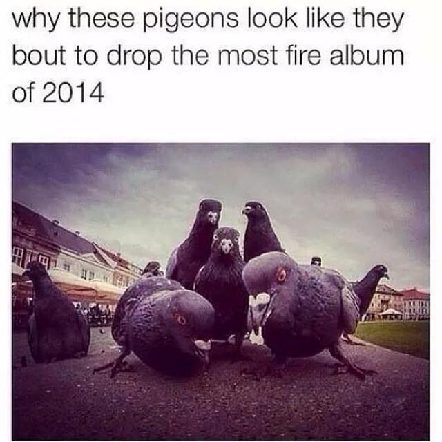 Pigeon Album Cover Memes