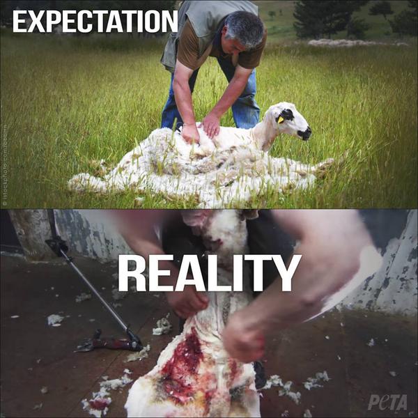Sheep Shearing Memes Sassy Sheep Time On The Farm #sheep #farm