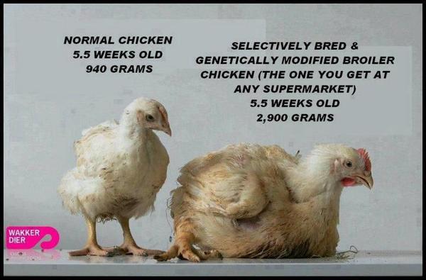 Chicken Growth Hormones