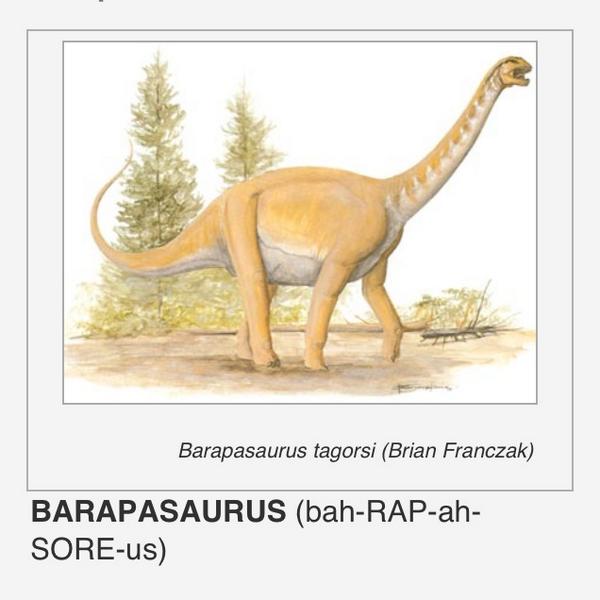 Barapasaurus Skeleton