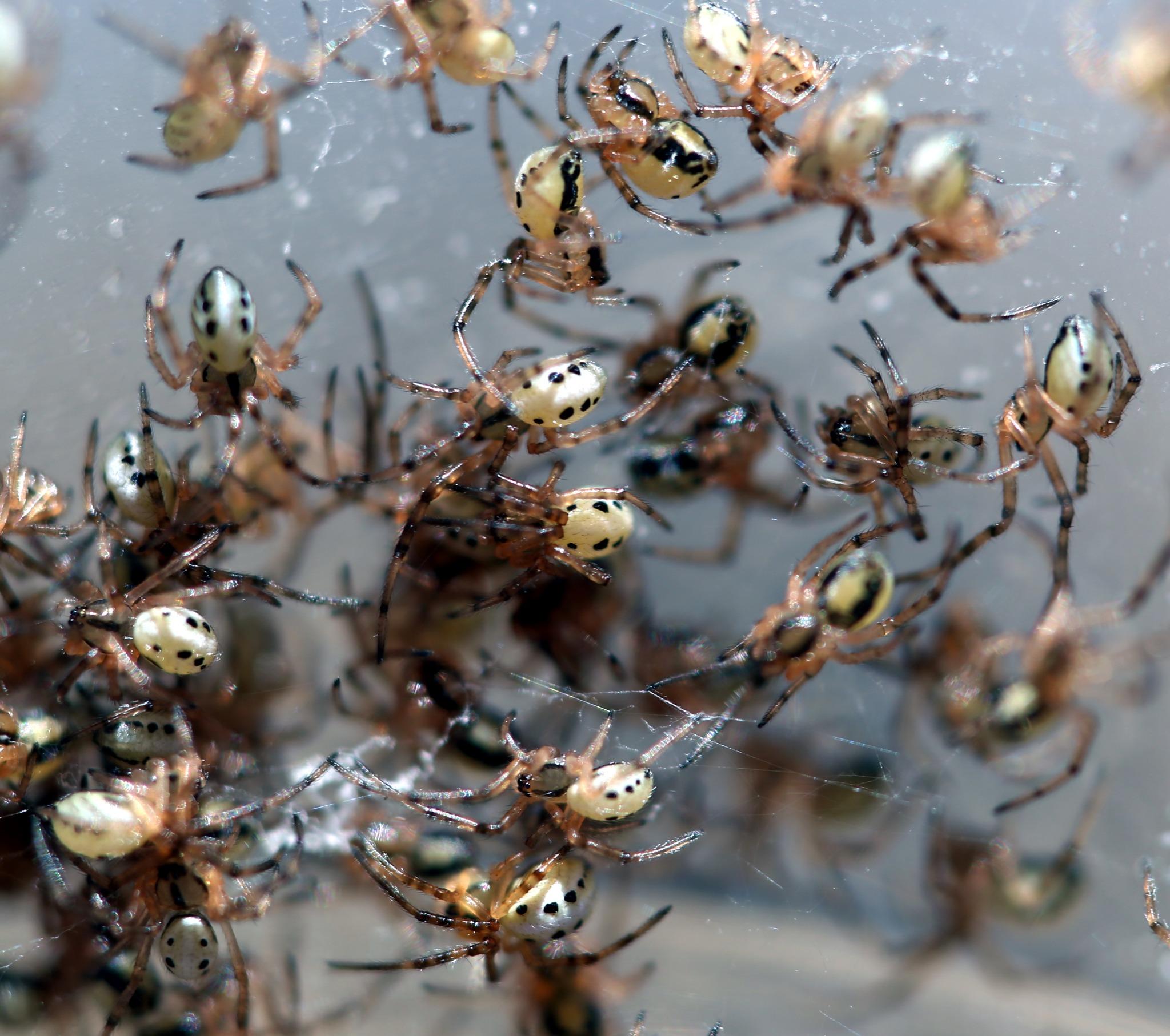 Black Widow Babies Dangerous Northern Black Widow