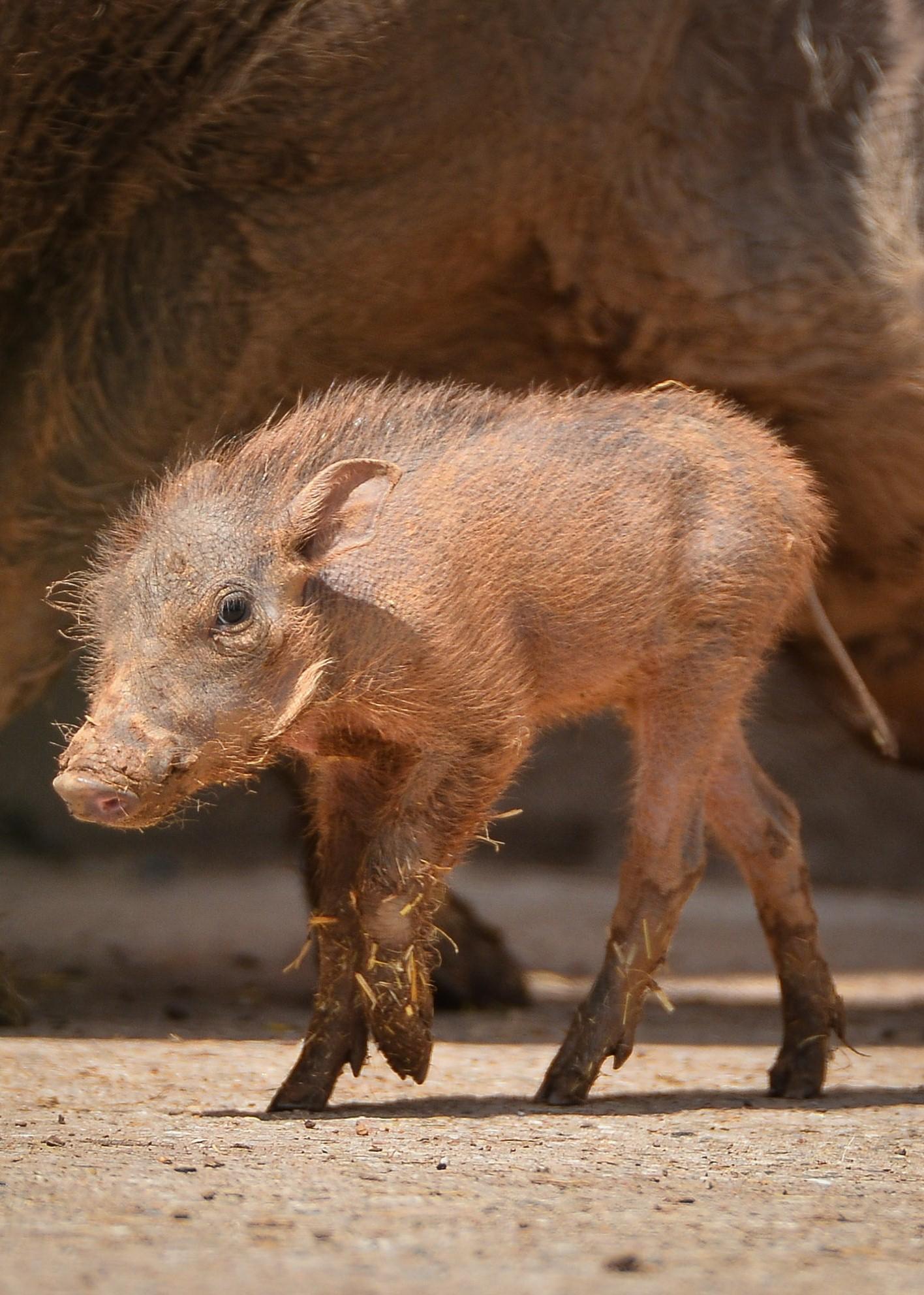 Baby Warthog Cute Warthog Babies Hi Res Stock Photography And Images
