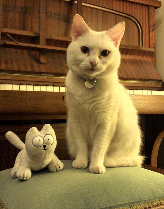 Meet Simon's Cat animator Laura Nailor, and her cat Gwen! animation ...