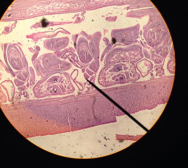 Compound Microscope Cells