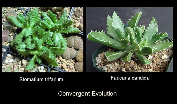 Convergent Evolution Plants
