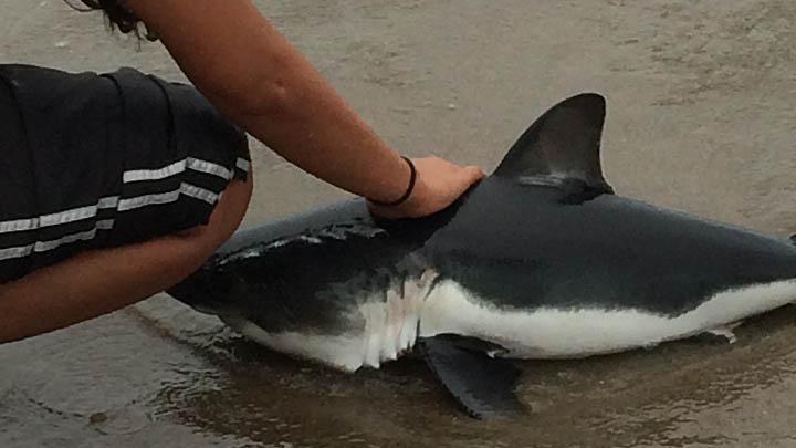 Newborn Great White Shark