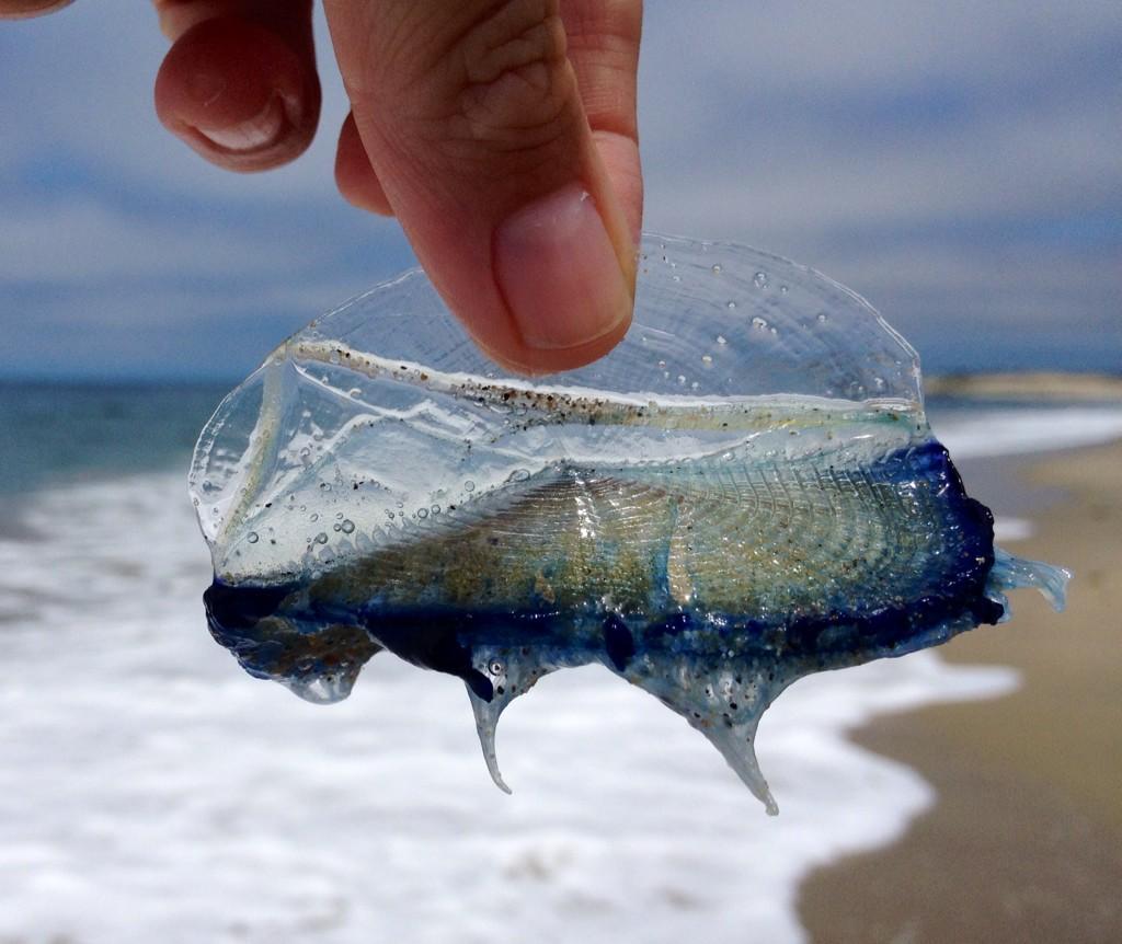 GeoGarage blog: Velella, "by-the-wind sailors"