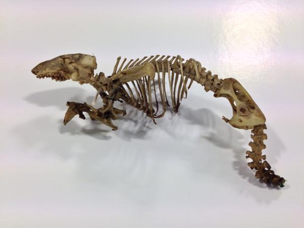 Mole Skeleton